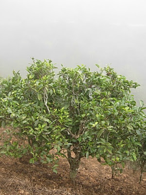 MattCha's Blog: Tea In Laos Part Two: The Legend of Laos' 400-Year-Old ...